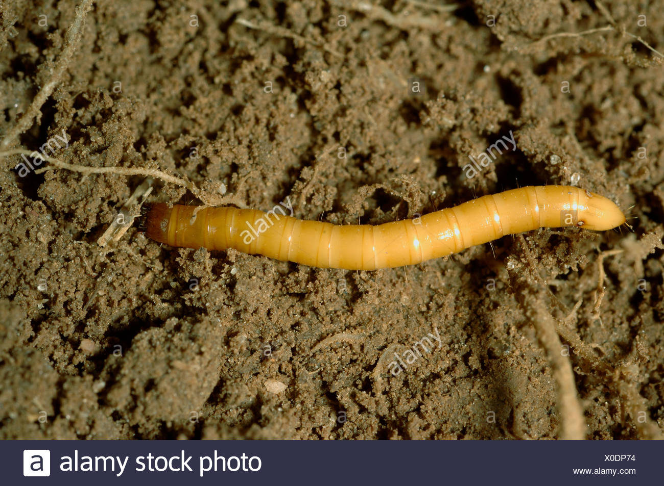 Beetle Larva High Resolution Stock Photography and Images - Alamy