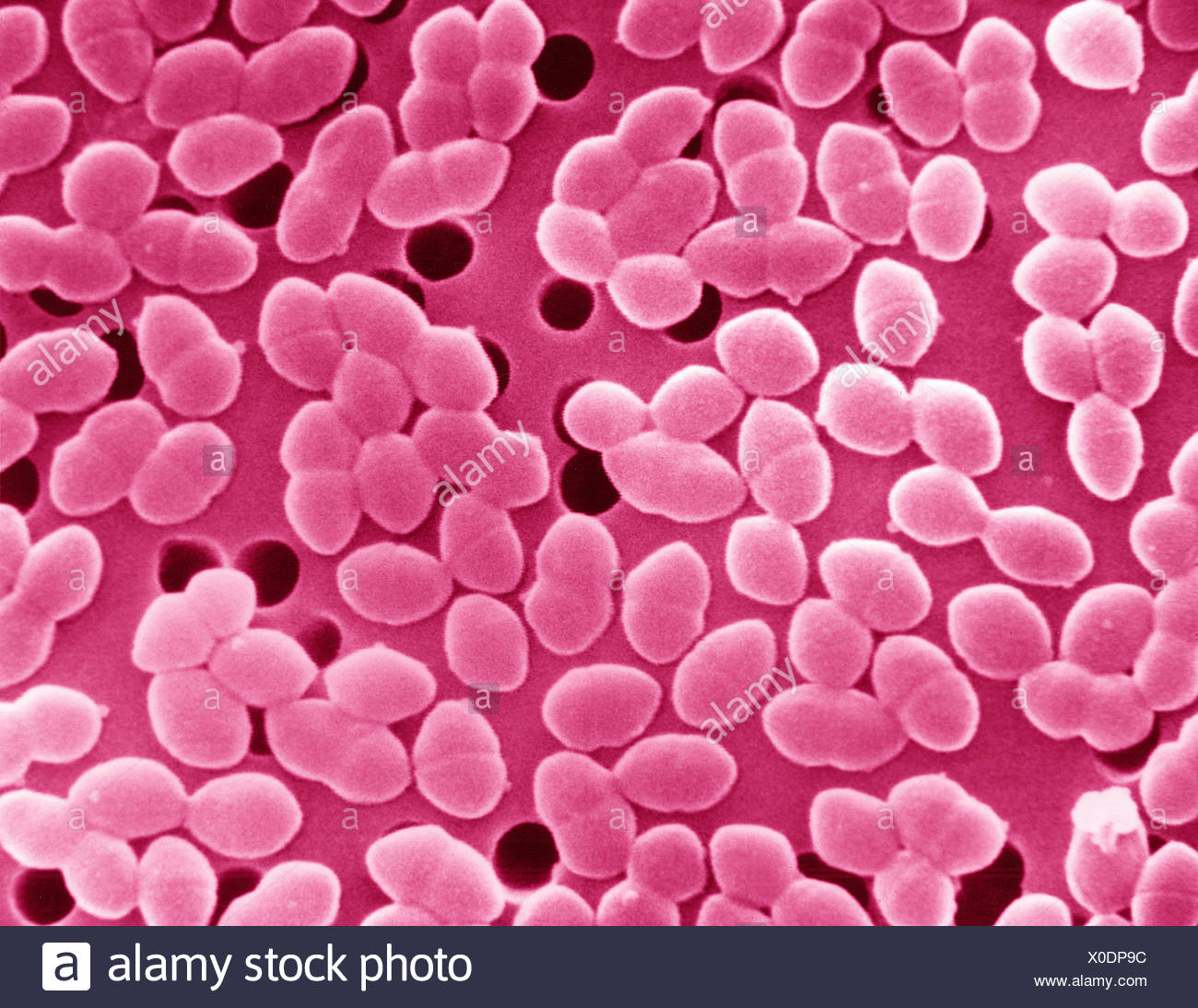 Enterococcus Faecalis High Resolution Stock Photography and Images - Alamy