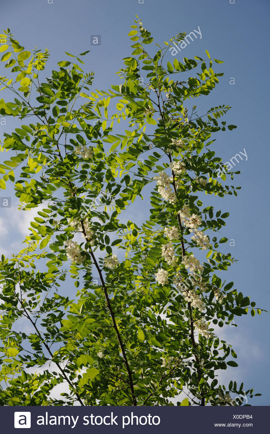 Black Locust Trees Robinia Pseudoacacia High Resolution Stock ...