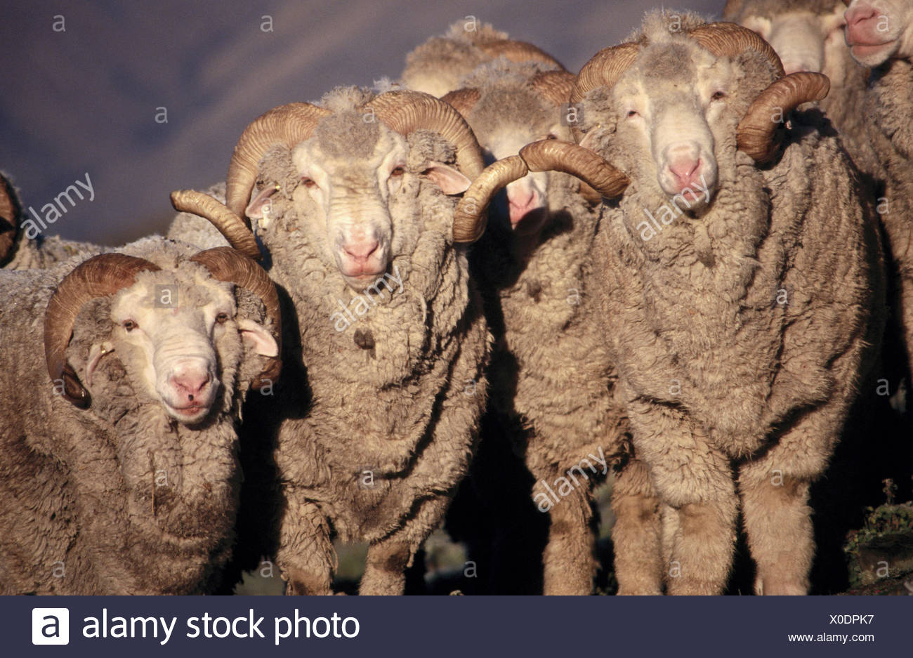 Merino Rams High Resolution Stock Photography and Images - Alamy