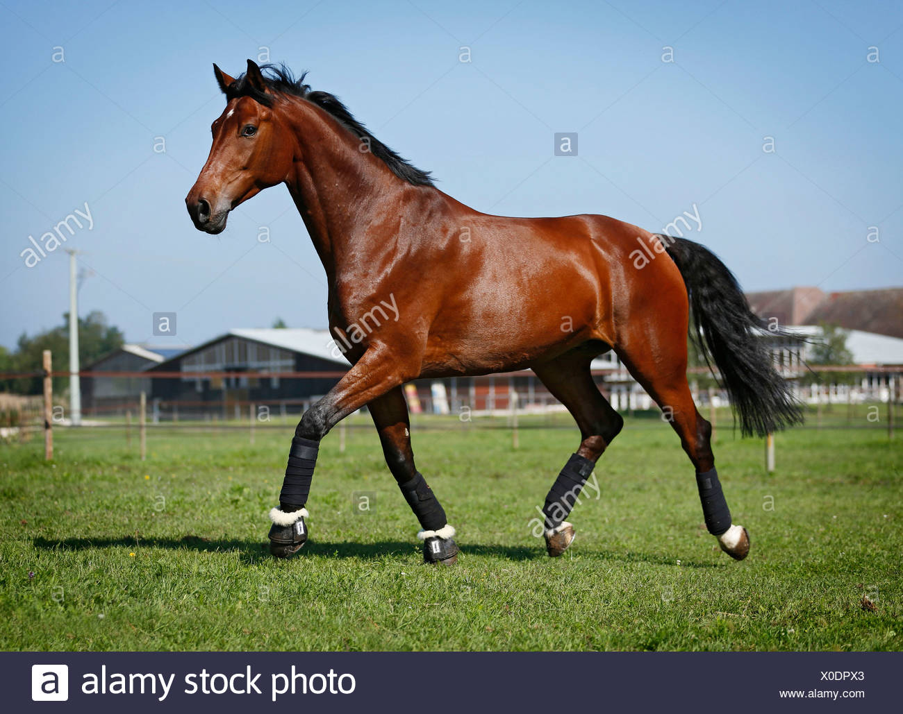 Holsteiner High Resolution Stock Photography and Images - Alamy