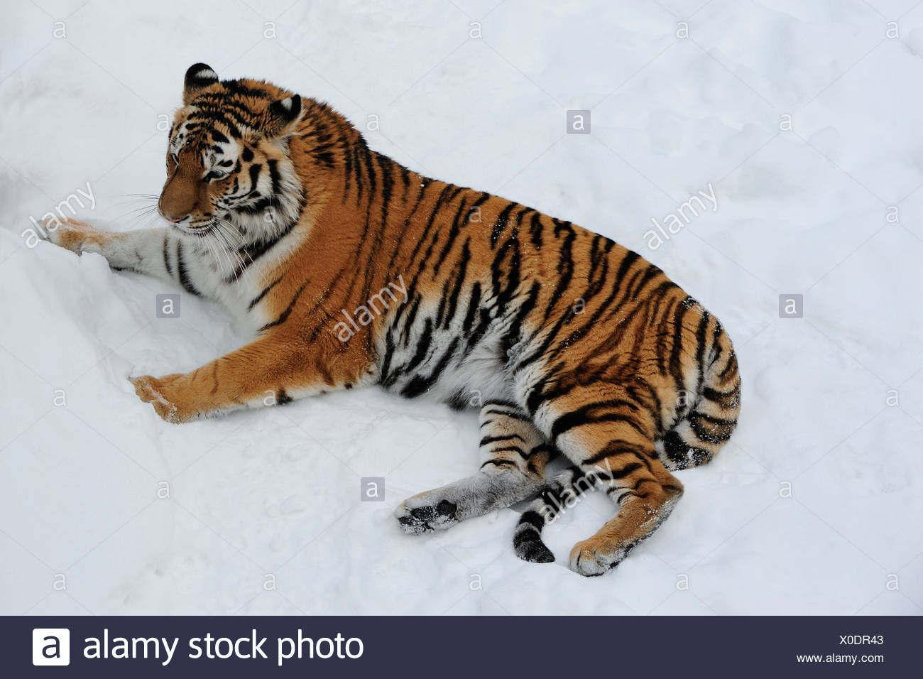 Tiger In Snow High Resolution Stock Photography and Images - Alamy