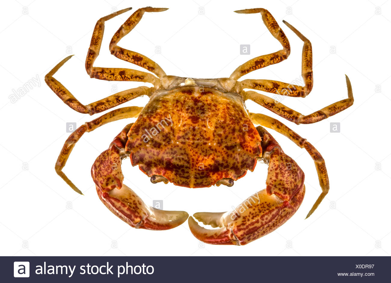 Crab Shell Texture Stock Photos & Crab Shell Texture Stock Images - Alamy