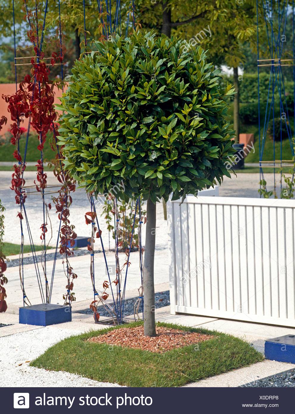Laurus Nobilis Tree High Resolution Stock Photography and Images - Alamy