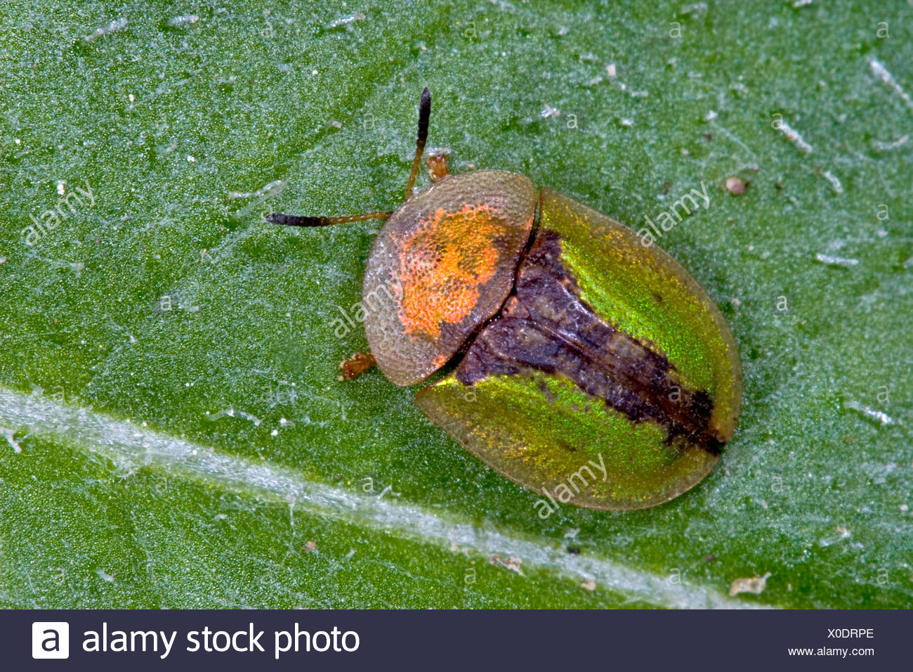 Tortoise Beetles High Resolution Stock Photography and Images - Alamy