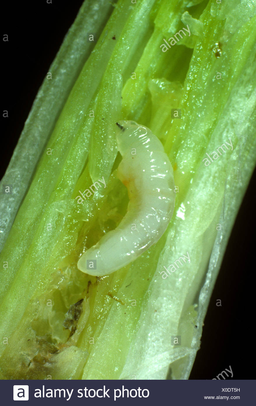 Diptera Larva High Resolution Stock Photography and Images - Alamy