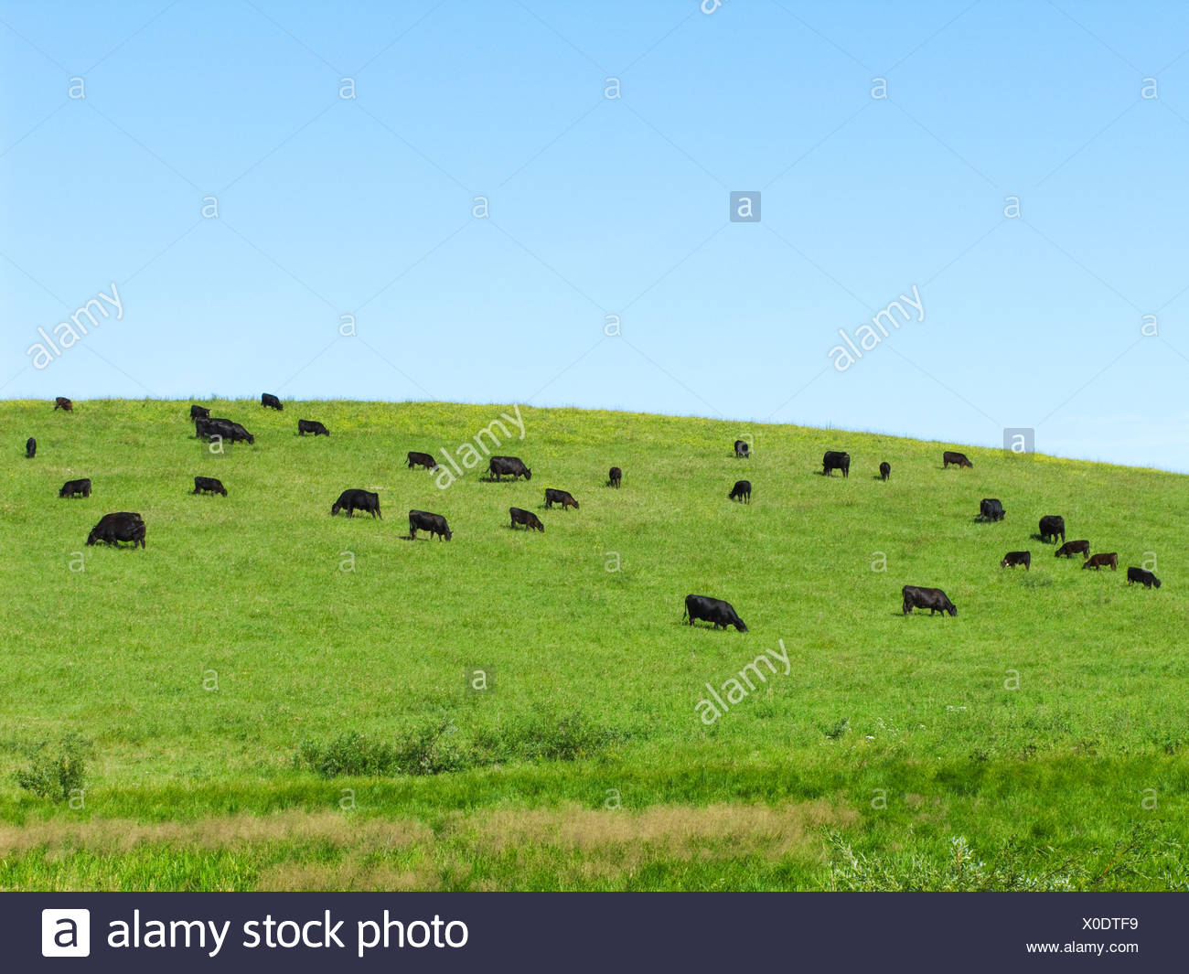 Black Angus Beef Cow High Resolution Stock Photography and Images - Alamy