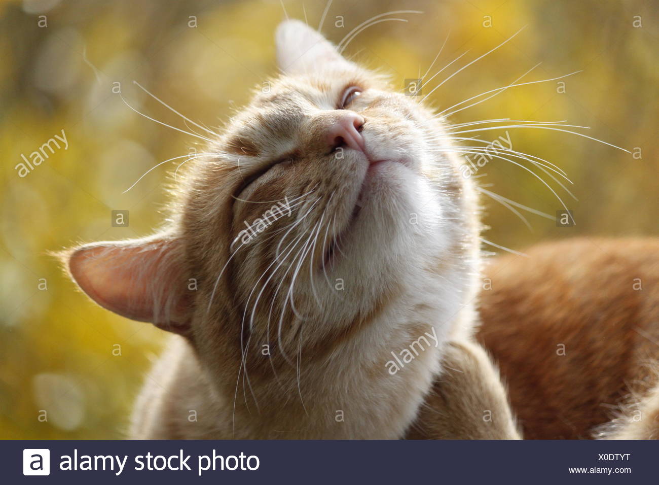 Cat Scratching Head High Resolution Stock Photography and Images - Alamy