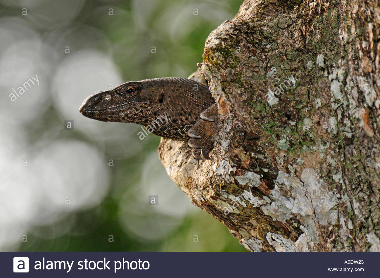 Common Asiatic Monitor High Resolution Stock Photography and Images - Alamy