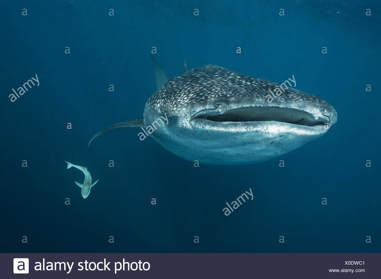 Remora Fish Stock Photos & Remora Fish Stock Images - Alamy