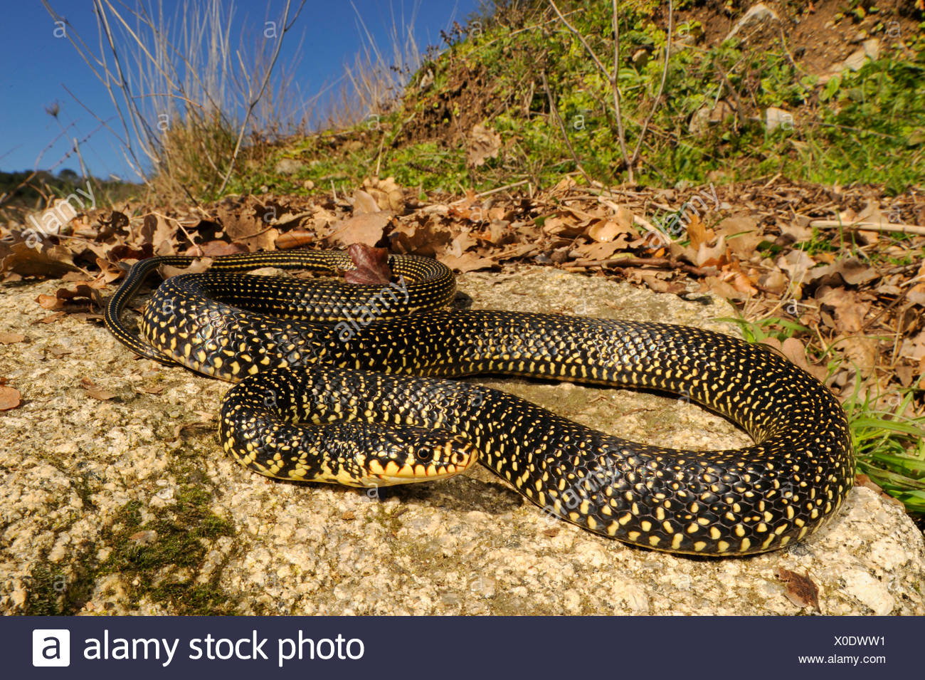 Italian Whip Snake High Resolution Stock Photography and Images - Alamy