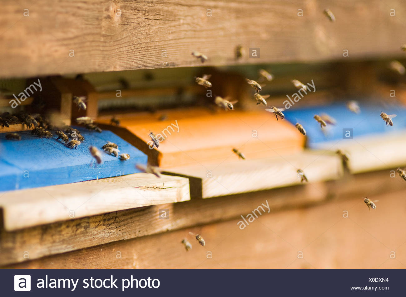 Wild Bee Hive High Resolution Stock Photography and Images - Alamy