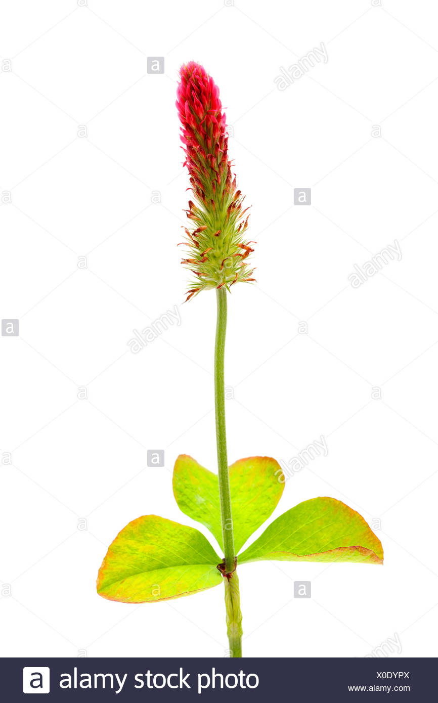 Red Feather Clover Stock Photos & Red Feather Clover Stock Images - Alamy