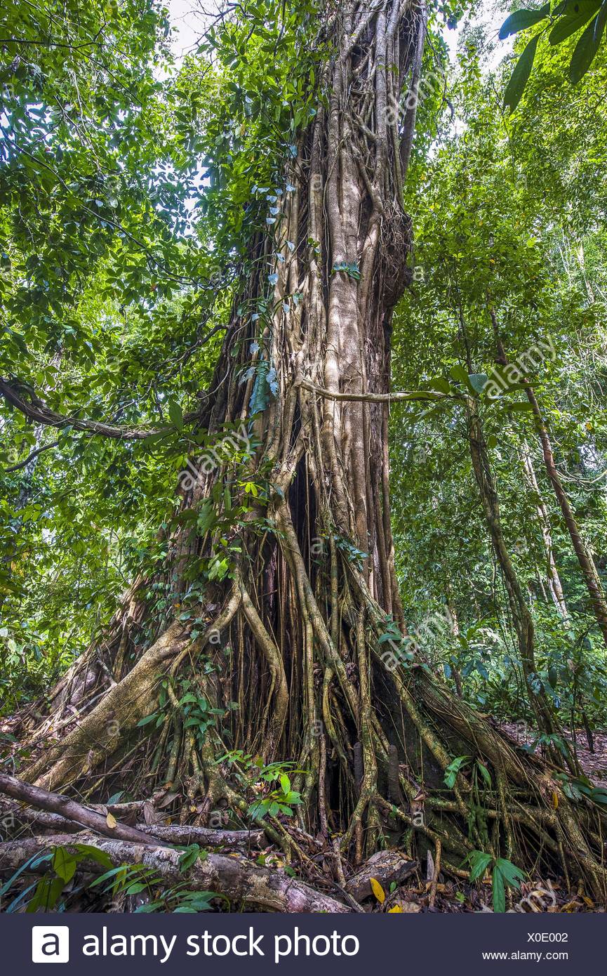 Strangler Fig In Tropical Rainforest Stock Photos & Strangler Fig In Tropical Rainforest Stock ...