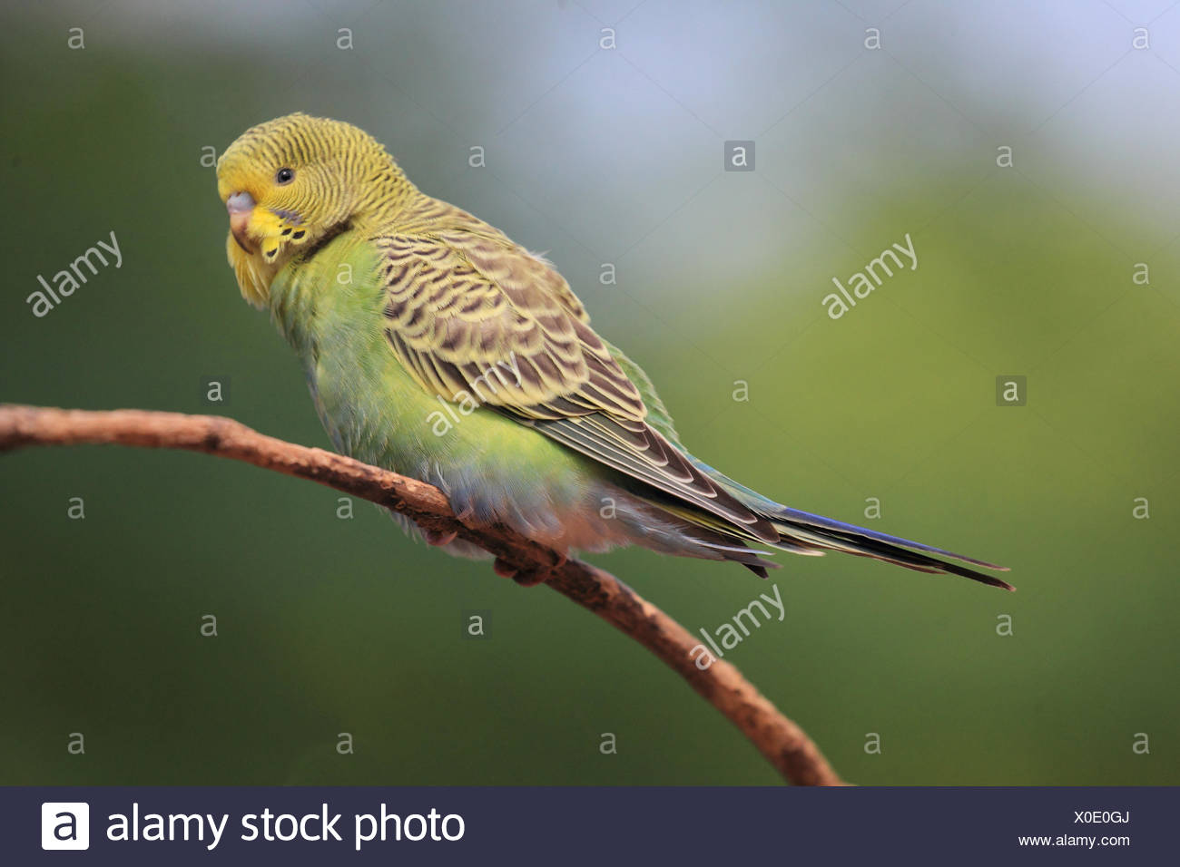 Budgerigar Australia High Resolution Stock Photography and Images - Alamy