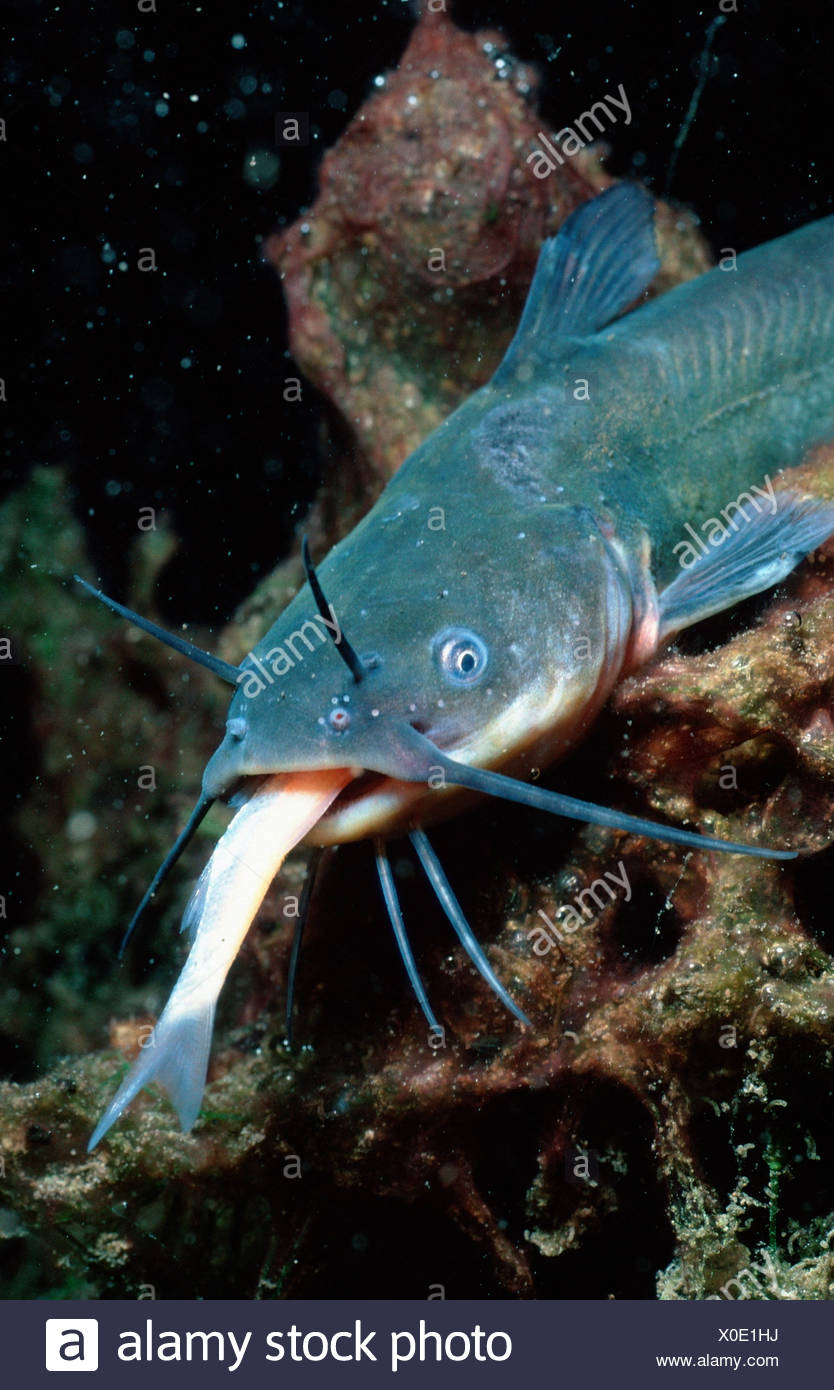 Horned Pout High Resolution Stock Photography and Images - Alamy