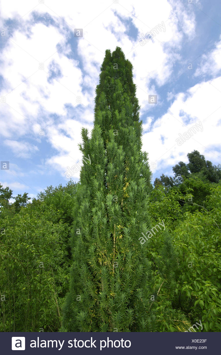 Irish Yew Taxus Baccata Fastigiata High Resolution Stock Photography ...