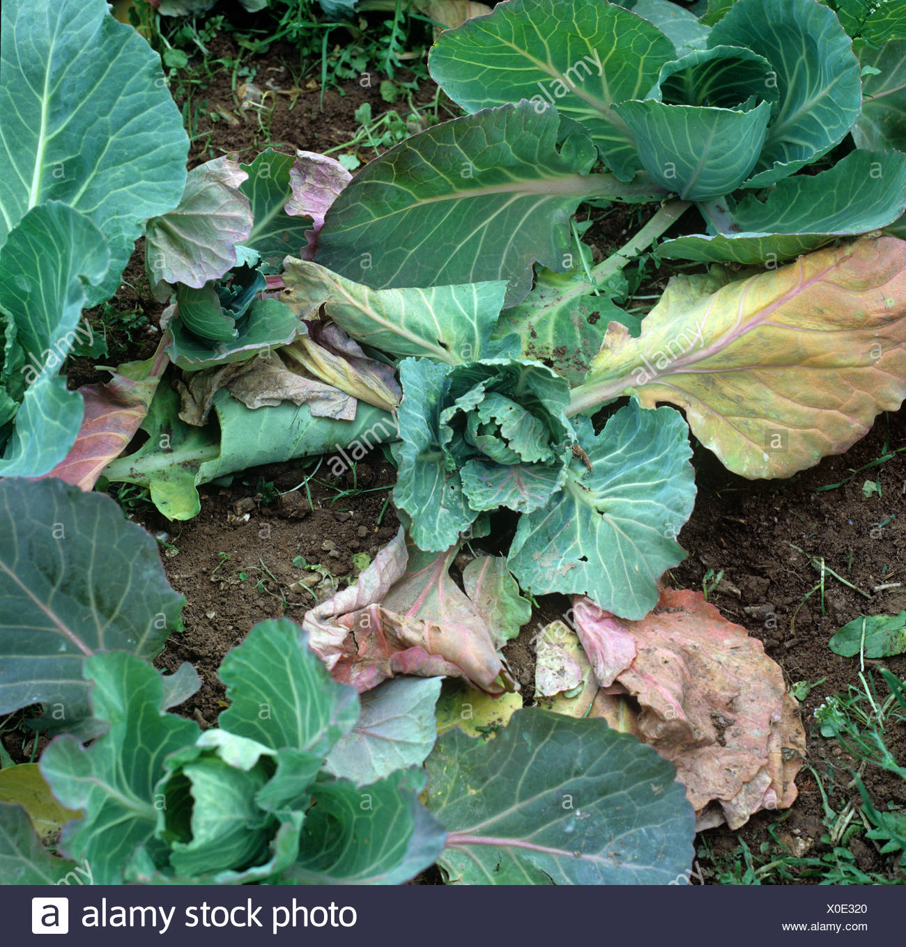 Cabbage Root Fly High Resolution Stock Photography and Images - Alamy