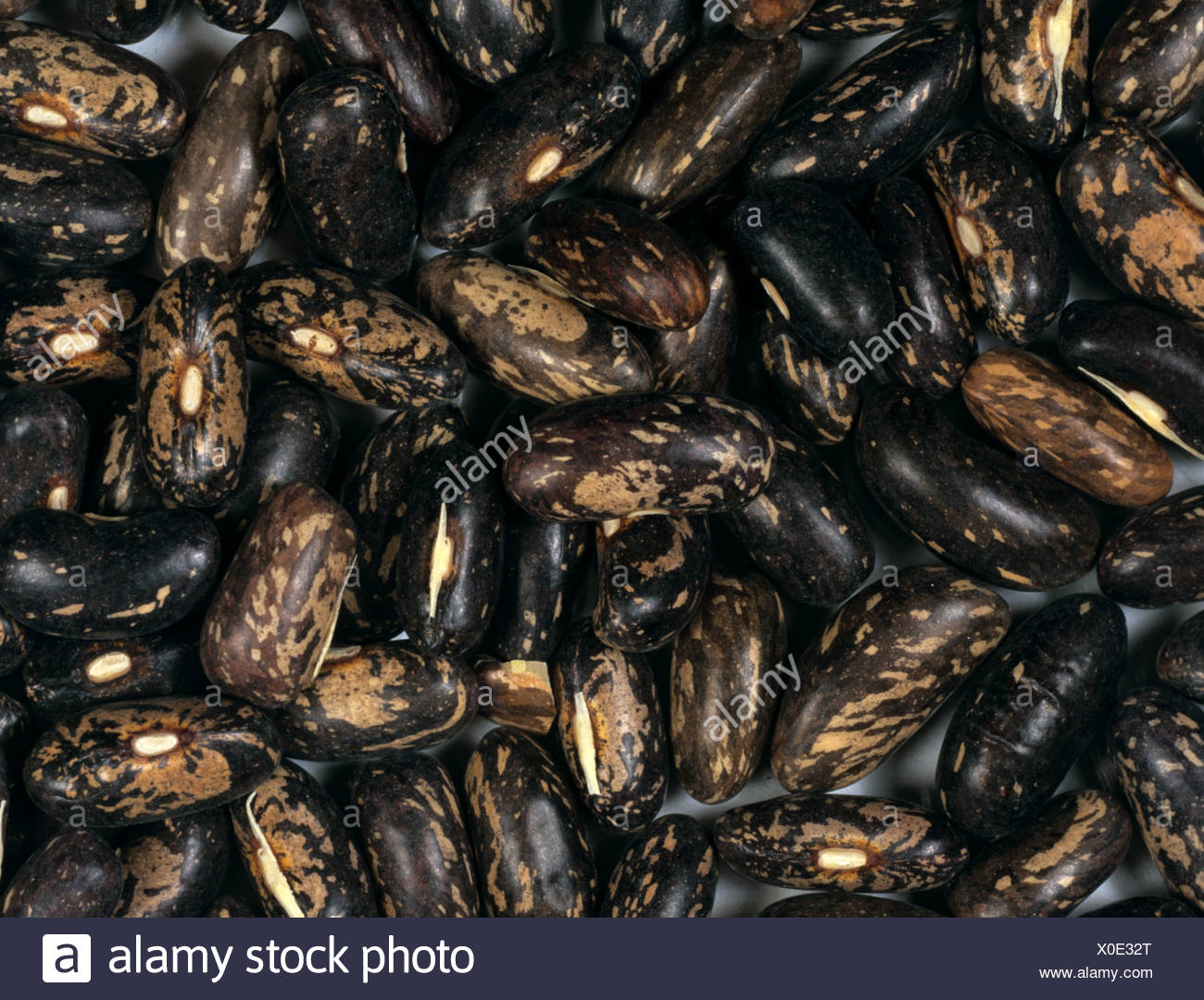 Phaseolus Vulgaris Seed High Resolution Stock Photography and Images ...