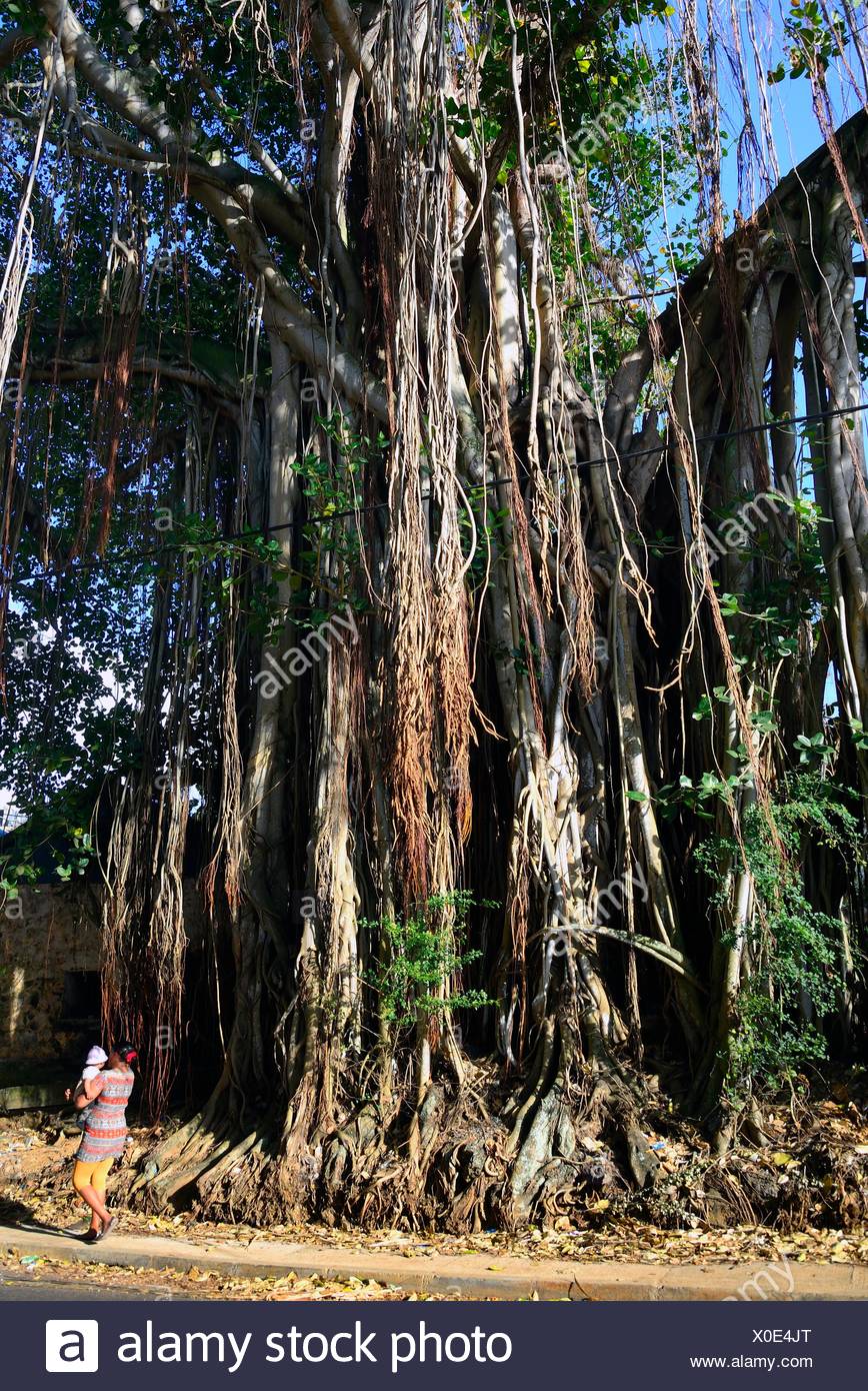 Ficus Bengal Tree High Resolution Stock Photography and Images - Alamy