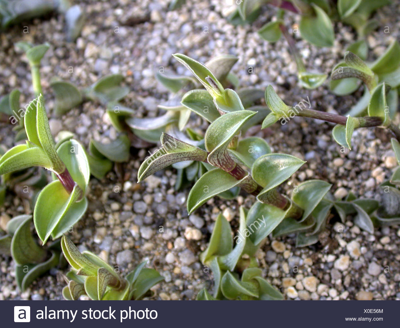 Chainplant Callisia Navicularis High Resolution Stock Photography and ...