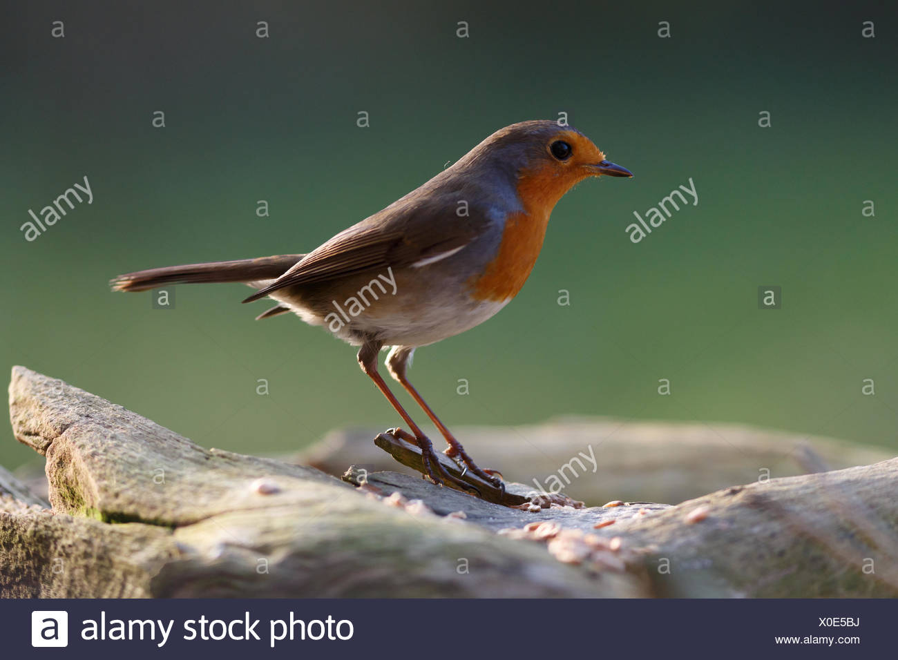Robin Flying Stock Photos & Robin Flying Stock Images - Alamy