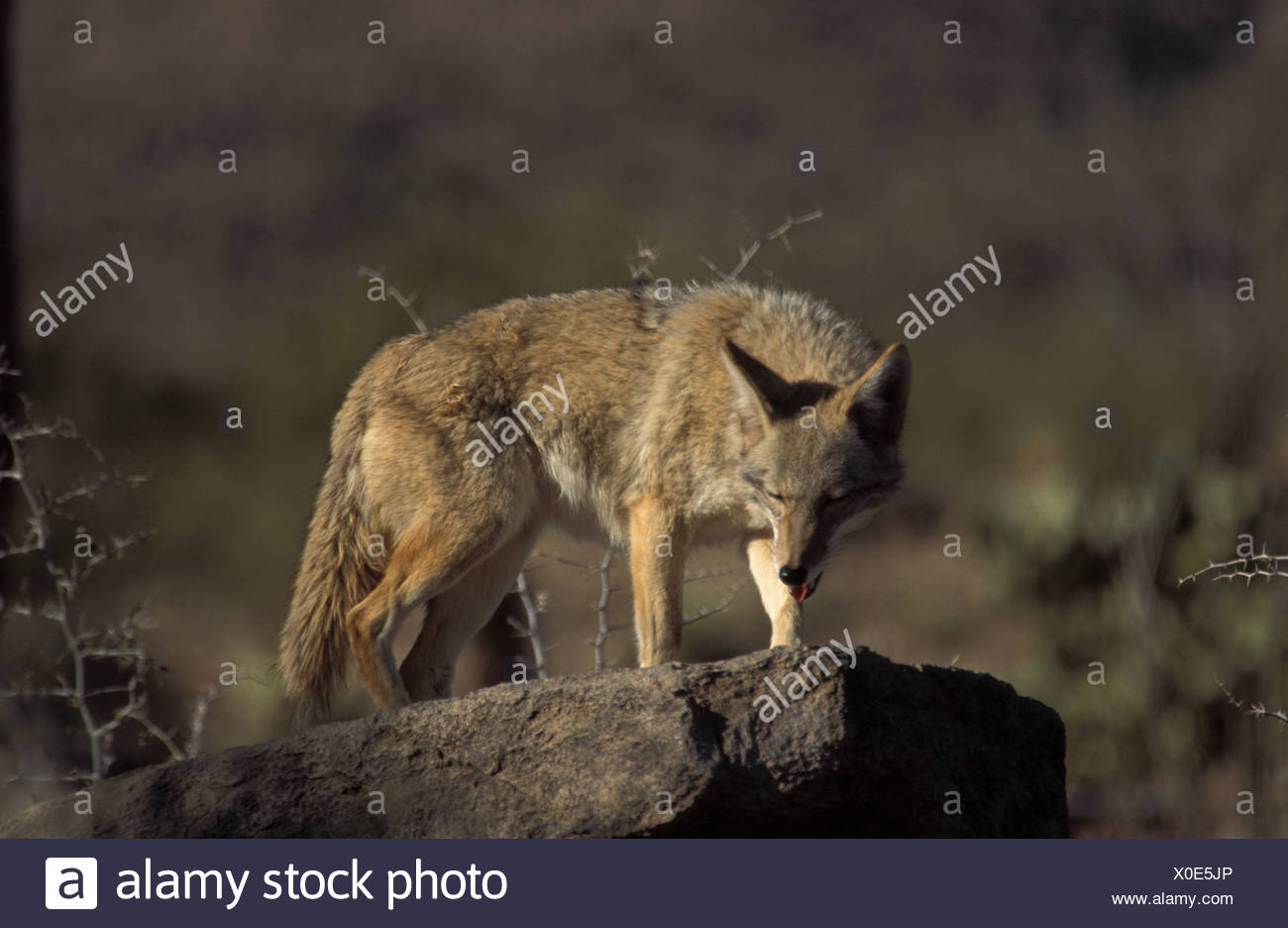 Arizona Coyote Animal High Resolution Stock Photography and Images - Alamy