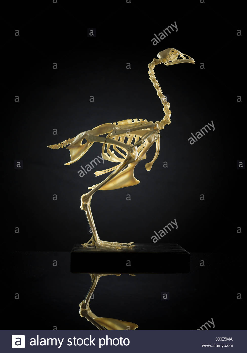 Animal Skeleton Black Background High Resolution Stock Photography and ...