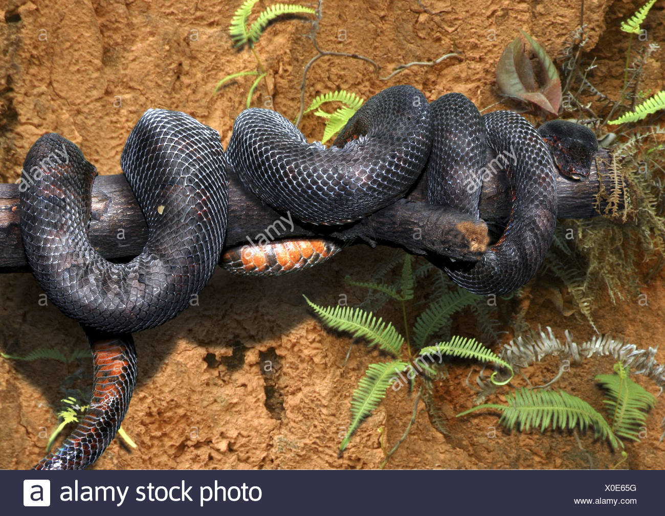 Candoia High Resolution Stock Photography and Images - Alamy