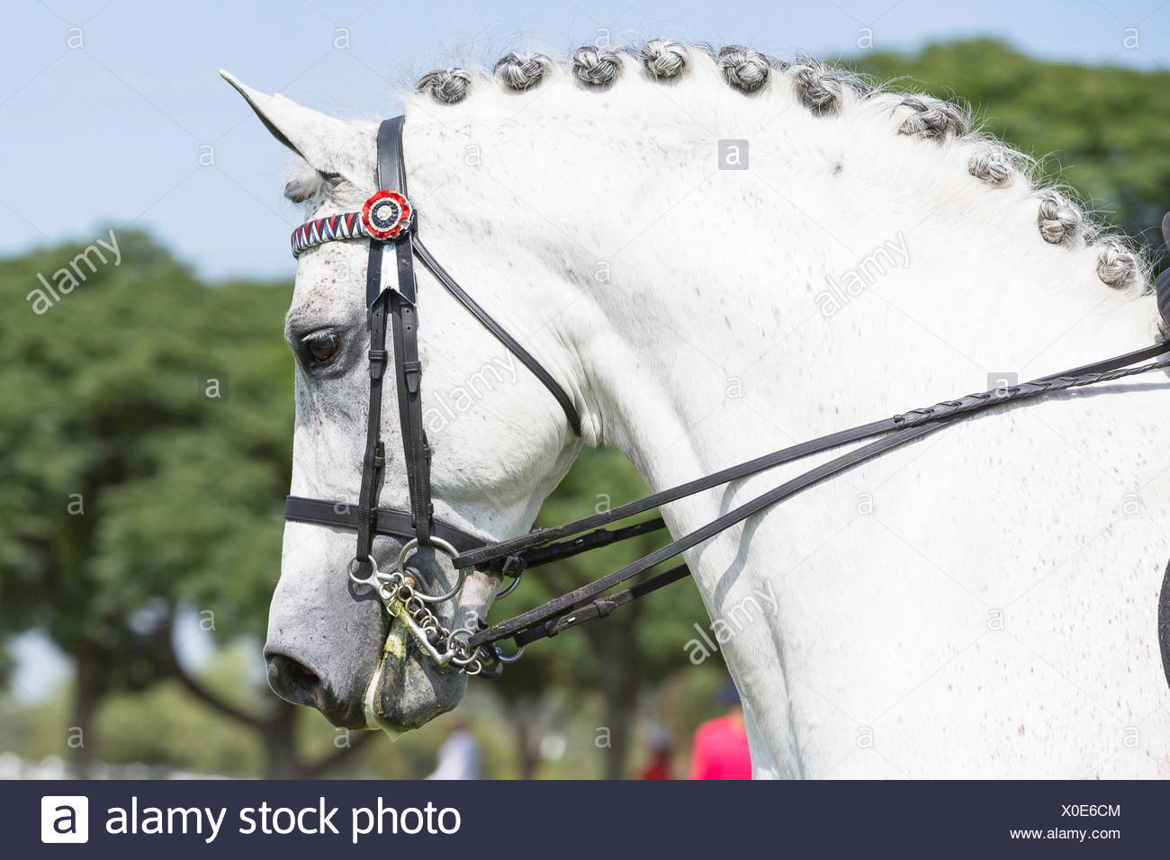 Curb Bit High Resolution Stock Photography and Images - Alamy