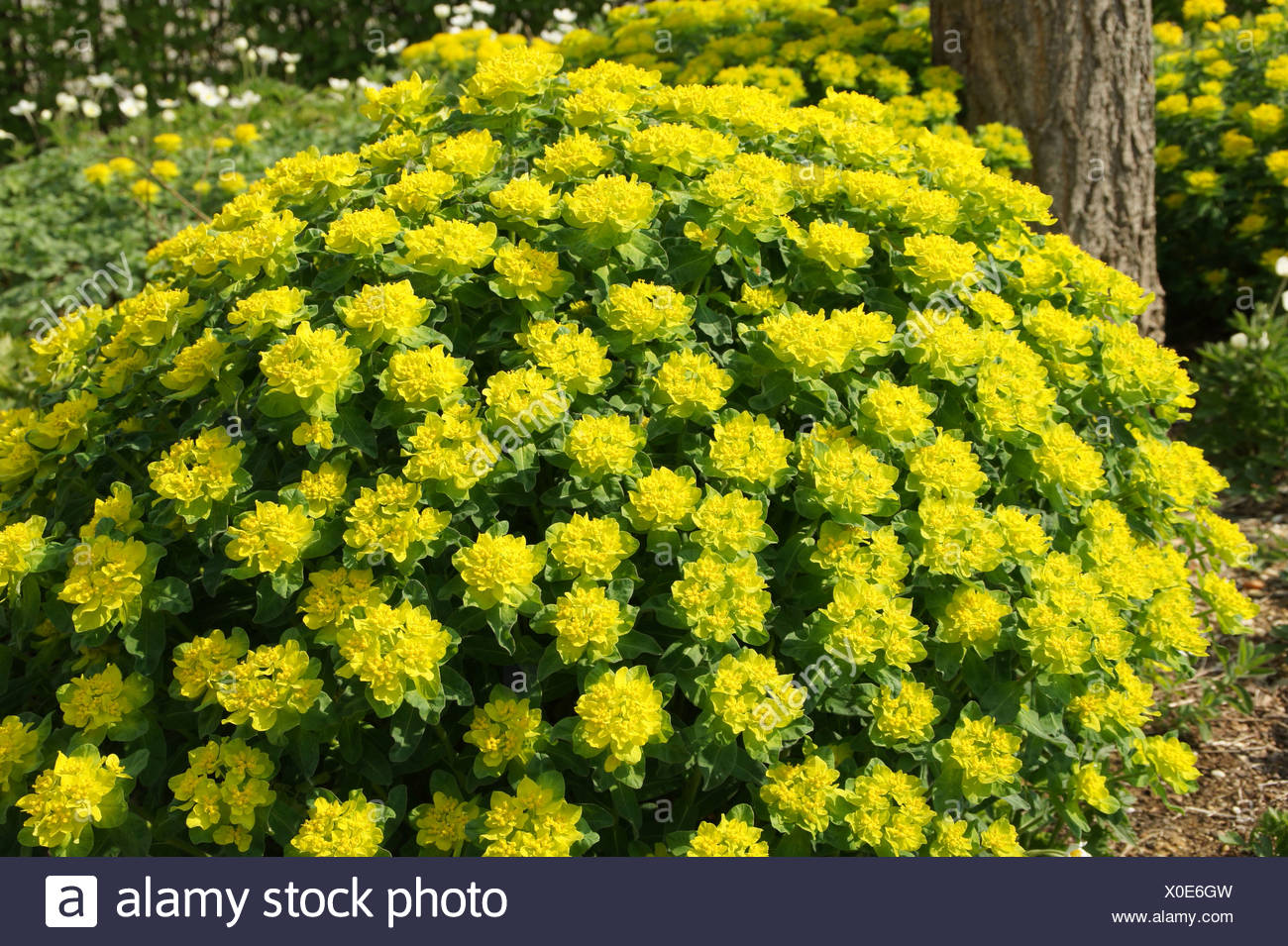 Spurge High Resolution Stock Photography and Images - Alamy