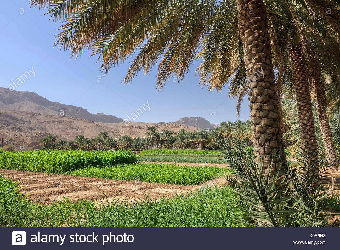 Date Palms Oman Stock Photos & Date Palms Oman Stock Images - Alamy