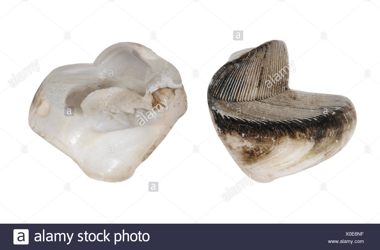 Shipworm High Resolution Stock Photography and Images - Alamy