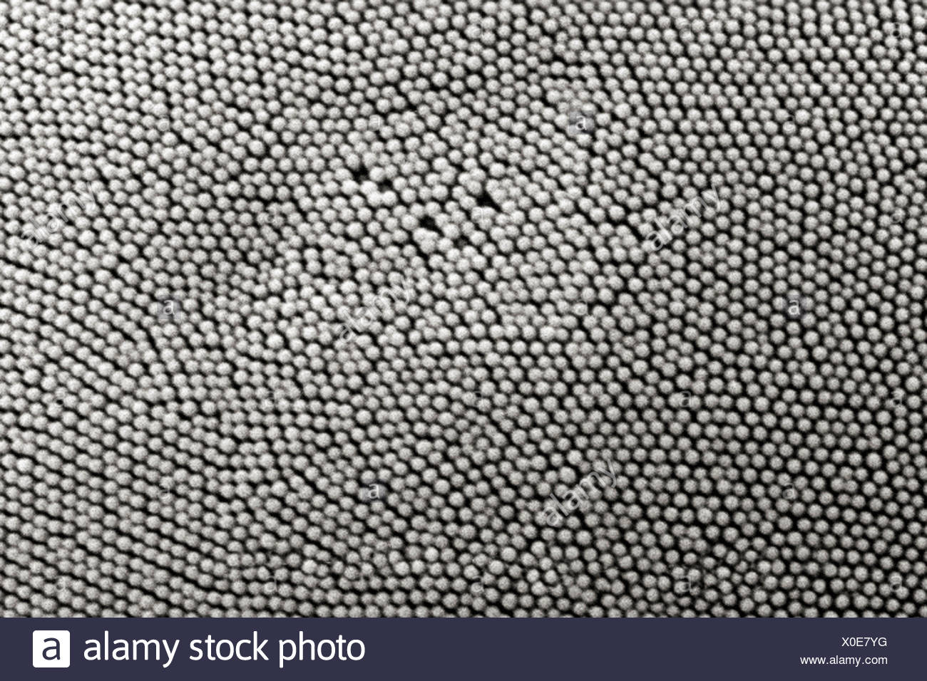 Compound Eye Sem High Resolution Stock Photography and Images - Alamy
