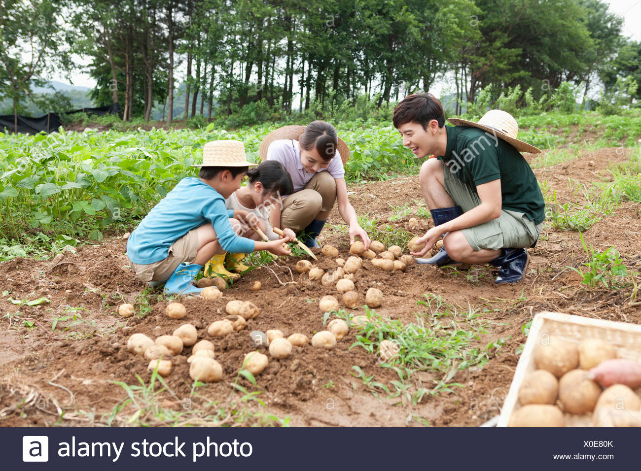 Picking Potatoes And Child Stock Photos & Picking Potatoes And Child ...