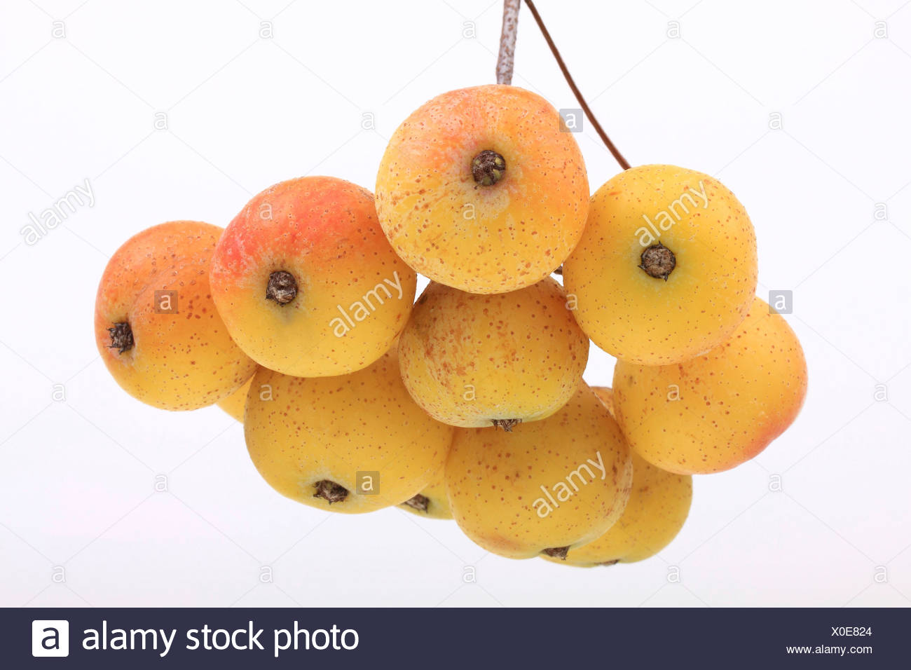 Service Trees Sorbus Domestica High Resolution Stock Photography and ...