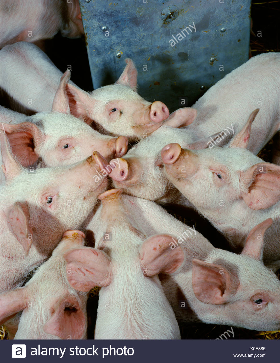 Landrace Pigs High Resolution Stock Photography and Images - Alamy