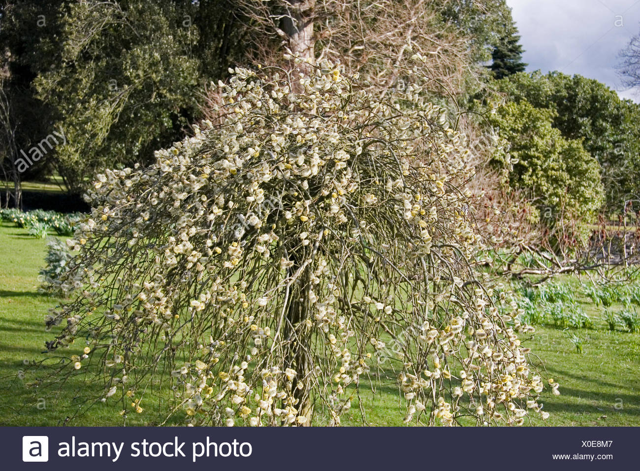 Salix Caprea Kilmarnock Stock Photos & Salix Caprea Kilmarnock Stock ...
