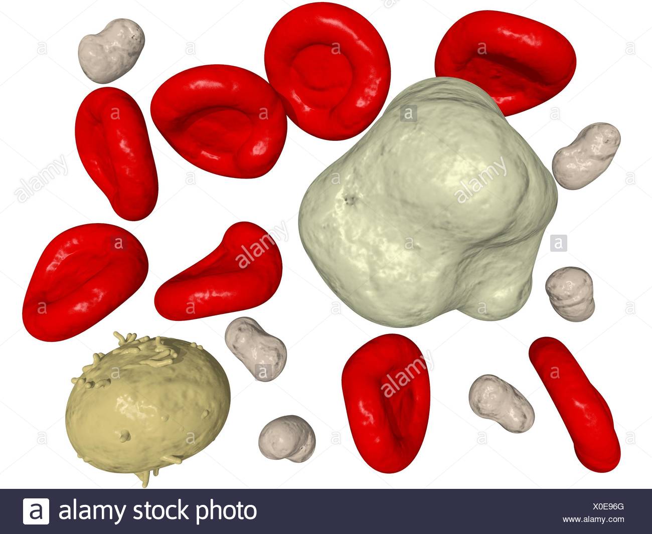 Leucocytes Stock Photos & Leucocytes Stock Images - Alamy