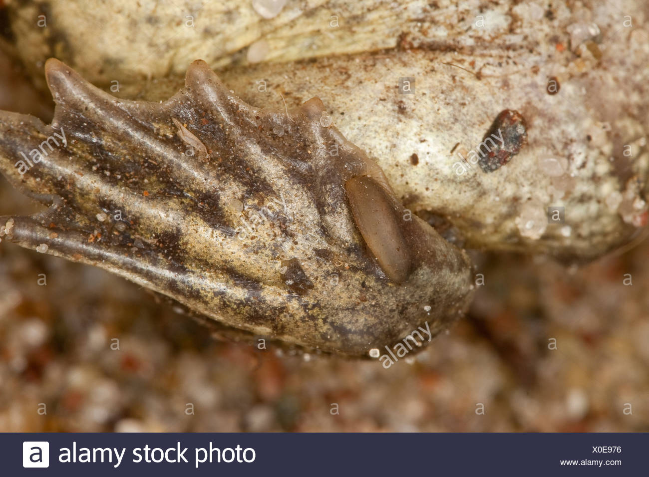 Toad Feet High Resolution Stock Photography and Images - Alamy