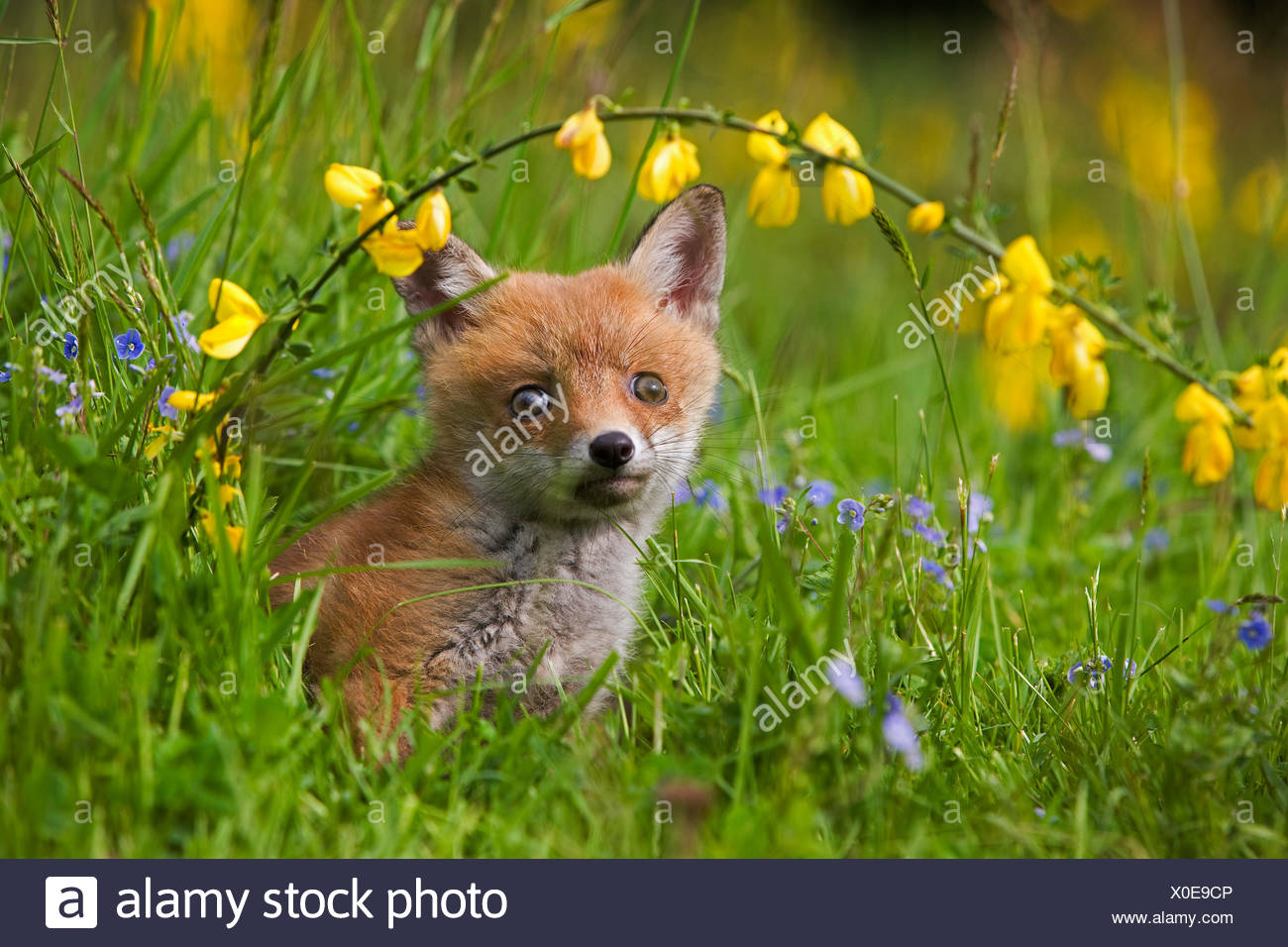 Cub Yellow High Resolution Stock Photography and Images - Alamy