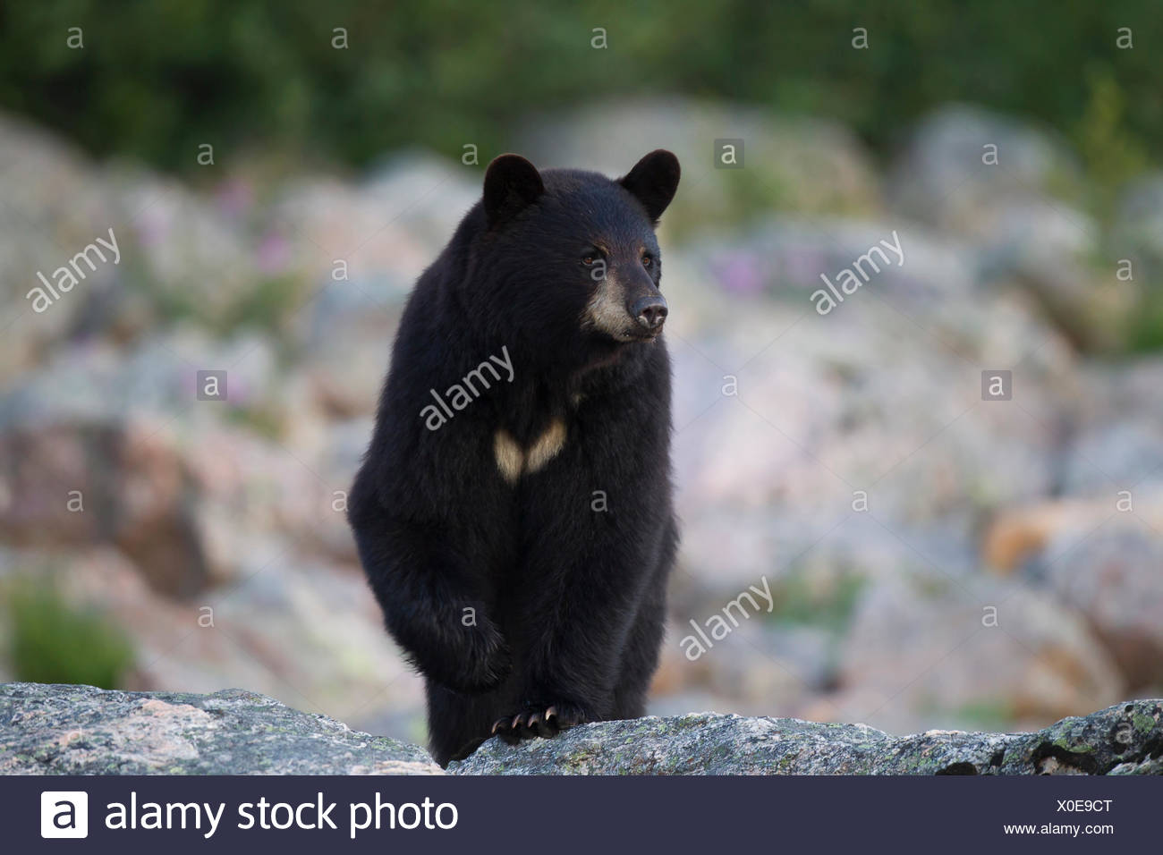 Quebec Bear Stock Photos & Quebec Bear Stock Images - Alamy