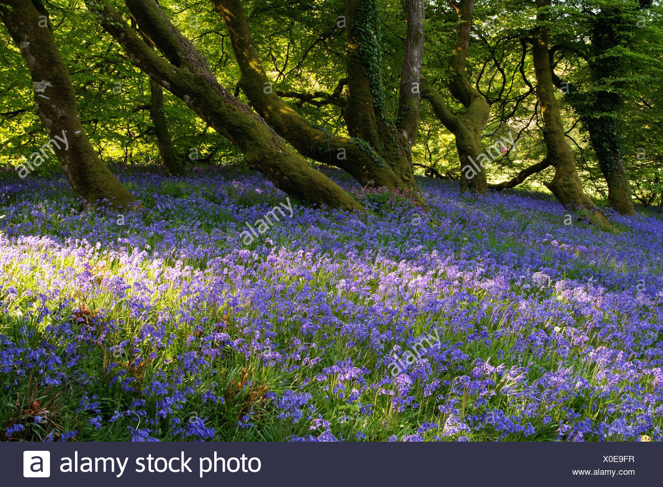Mount Congreve Garden High Resolution Stock Photography and Images - Alamy