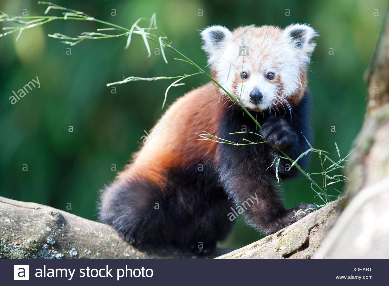 Red Panda Side View High Resolution Stock Photography and Images - Alamy