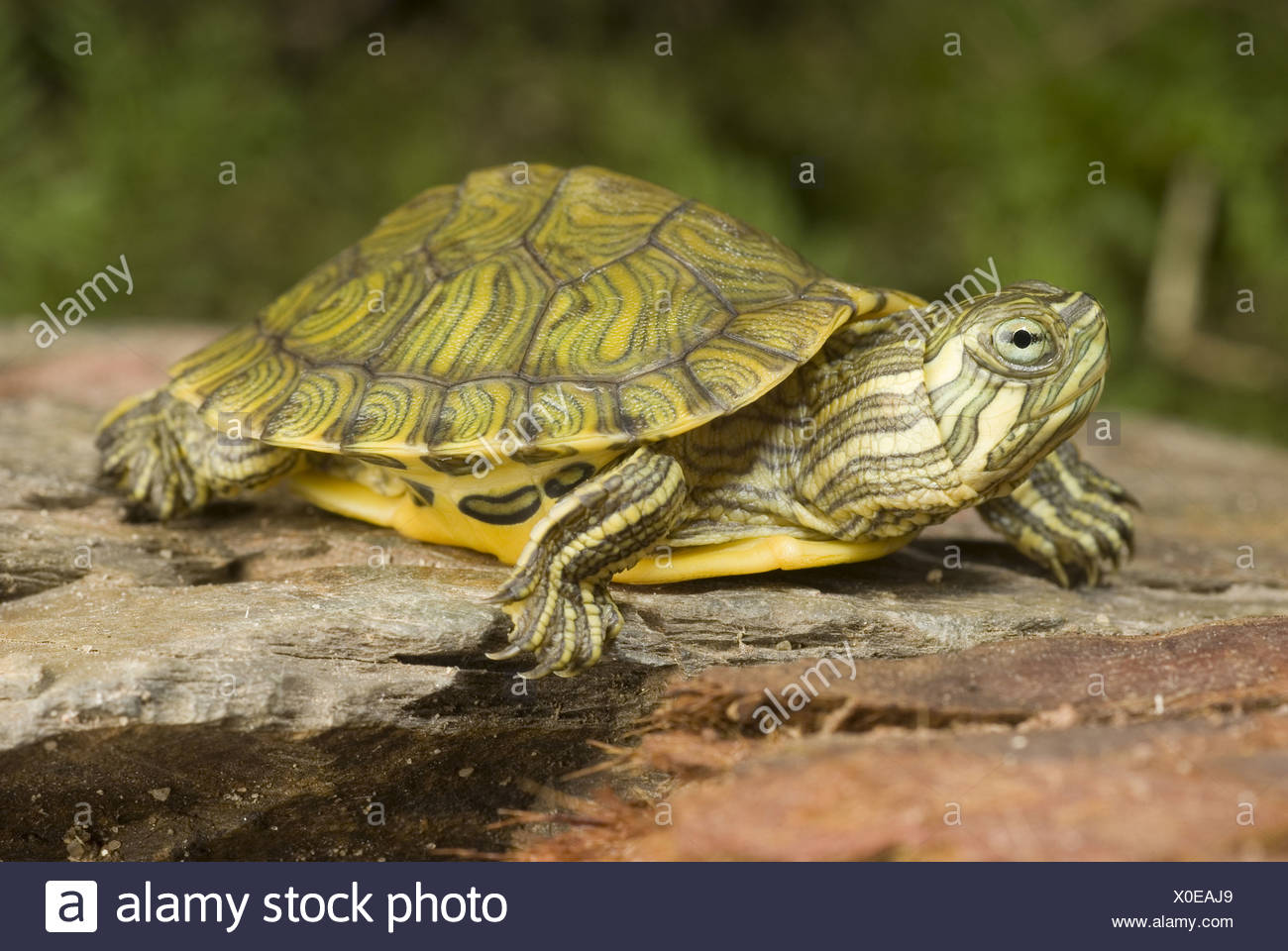 River Cooter High Resolution Stock Photography and Images - Alamy