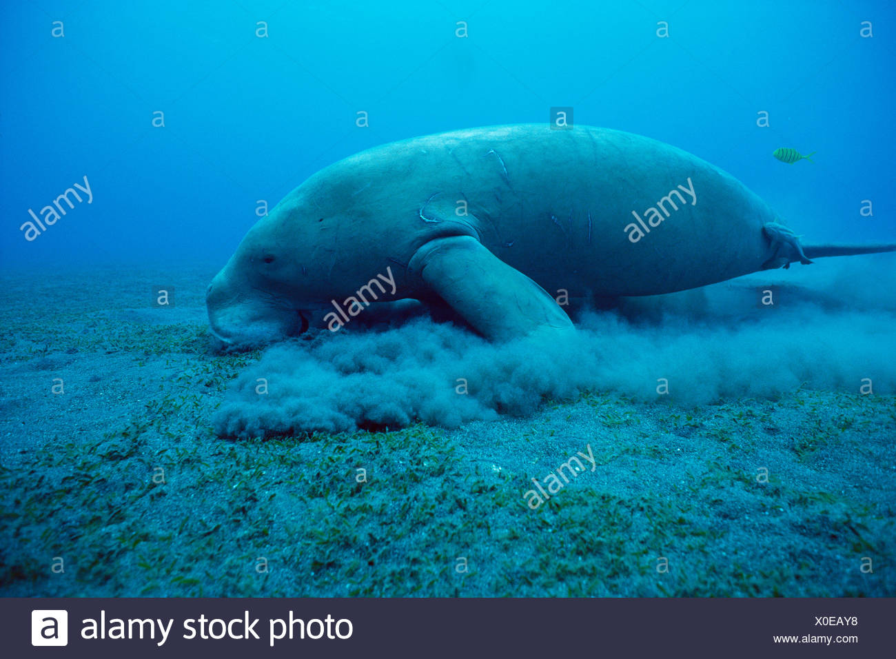 Dugong Feeding Stock Photos & Dugong Feeding Stock Images - Alamy
