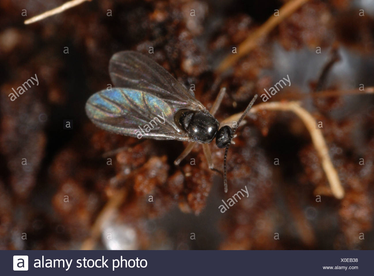 Soil Pests High Resolution Stock Photography and Images - Alamy