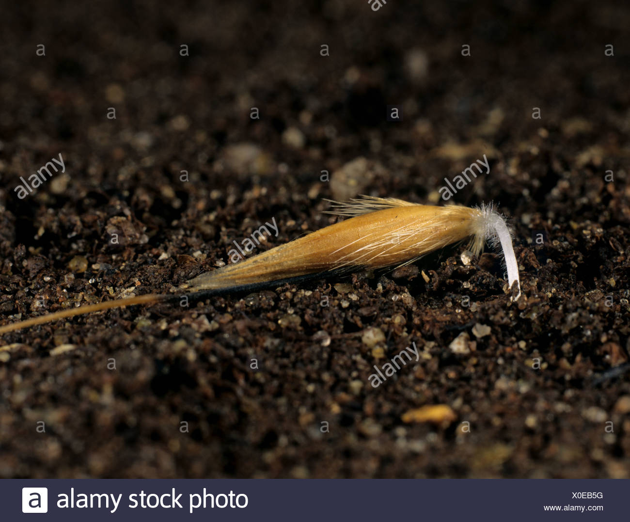 Oat Seed High Resolution Stock Photography and Images - Alamy