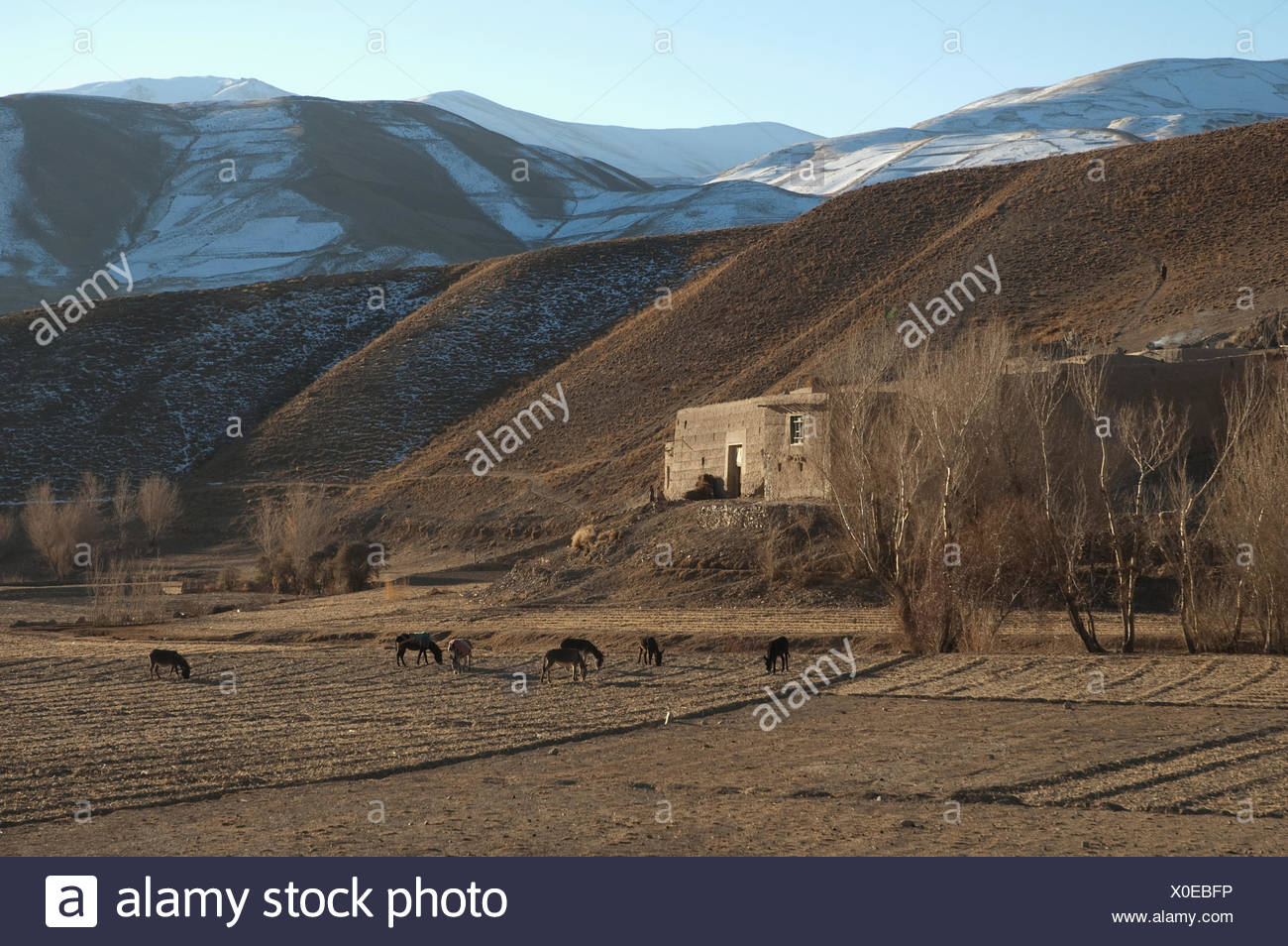 Shibar High Resolution Stock Photography and Images - Alamy