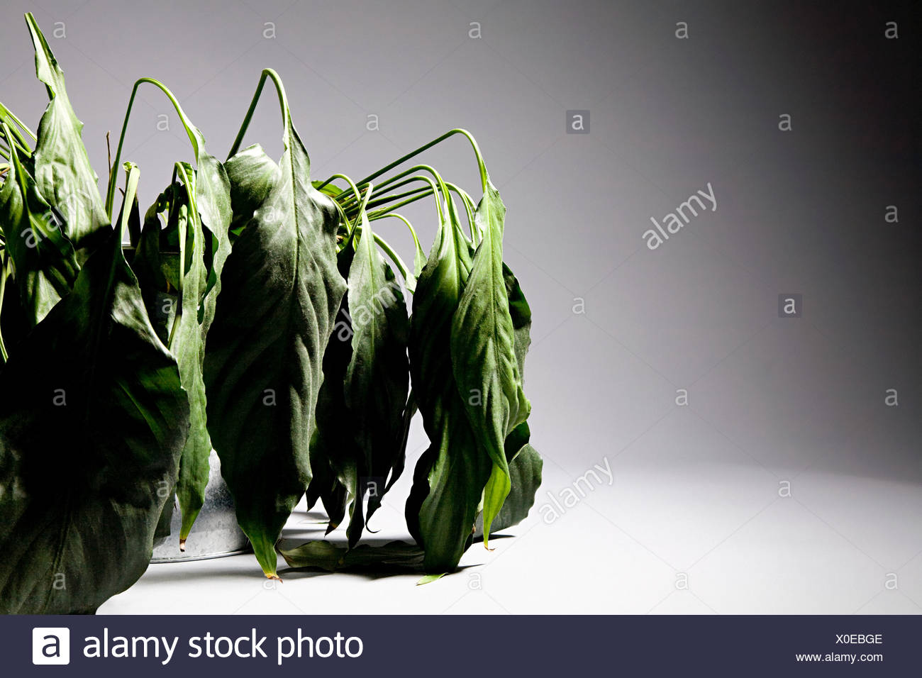 Dying Plant High Resolution Stock Photography and Images - Alamy